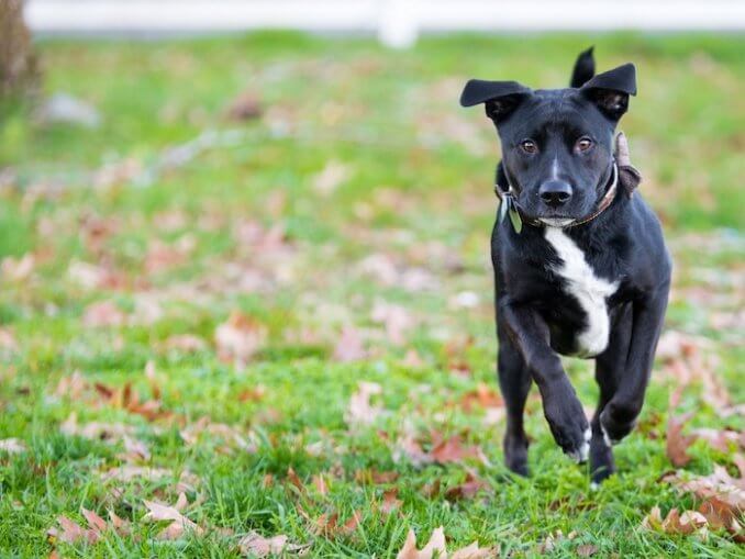 The Complete List of Every Feist Dog: All 14 Of Them