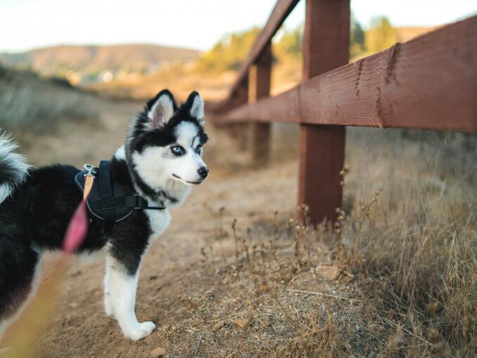 Husky Mix Dogs: The A-Z of Husky Cross Breeds with Pictures | All ...