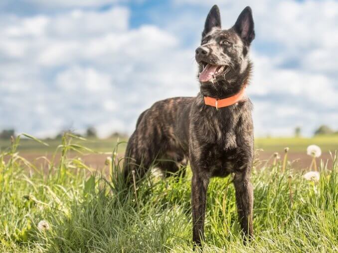 German Shepherd Wolf Mix Facts: Origin, Behavior & Training