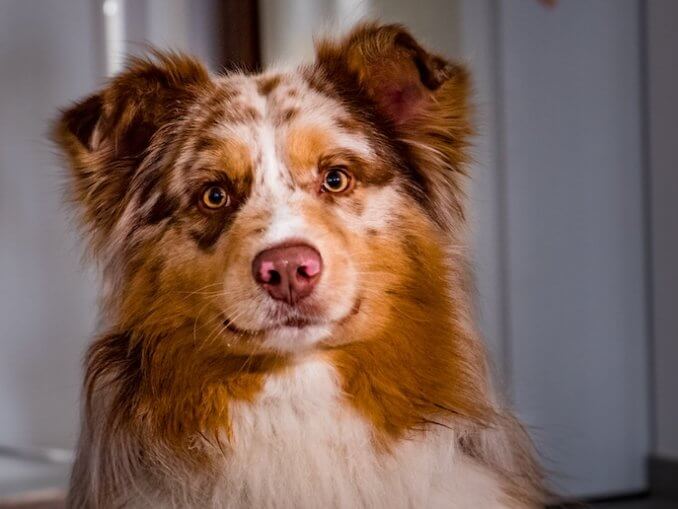 Australian Shepherd Lab Mix - An Aussiedor Owner's Guide | All Things Dogs
