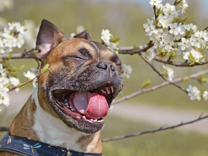 Dog Gagging, Dry Heaving, Coughing & Retching: What You Should Know