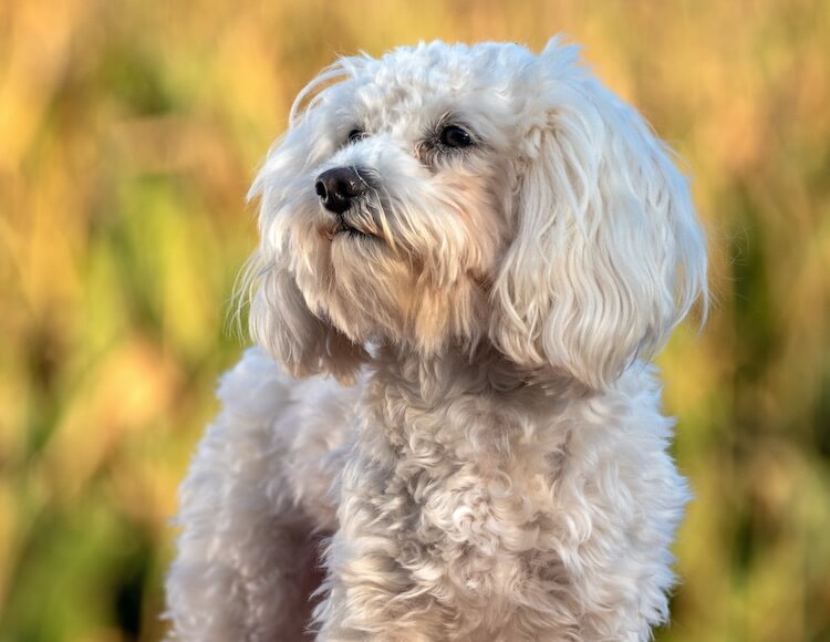Maltipoo Dog Breed Information, Facts, Pictures & Price | All Things Dogs