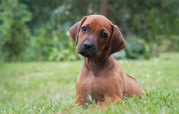 Rhodesian Ridgeback Price: How Much Do Puppies Cost? | All Things Dogs Rhodesian Ridgeback Price: How Much Do Puppies Cost? | All Things Dogs