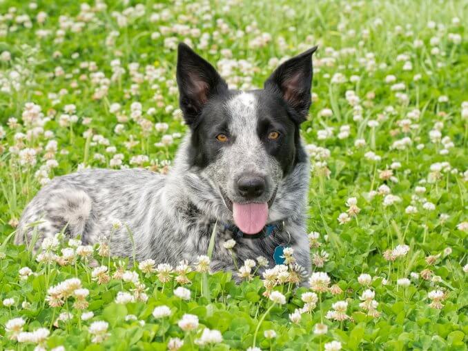 Red Heeler [Appearance, Temperament & Care] | All Things Dogs