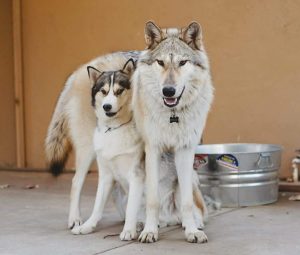 Wolf Vs Husky Difference