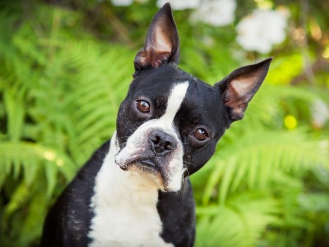 Boston Terrier | Dog Breed Info & Pictures | All Things Dogs