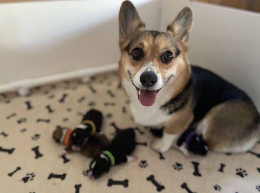 How to Train Your Puppy to Use a Potty Pad | All Things Dogs